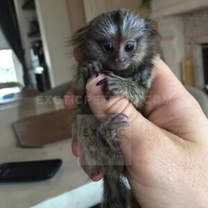 Finger Monkeys For Sale Near You - Licensed Breeder